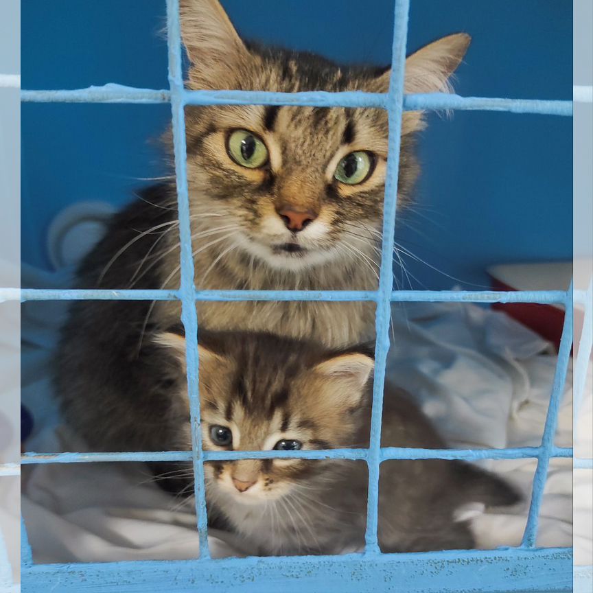 Кошка с котёнком в добрые руки