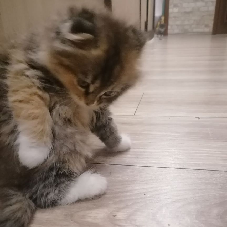 Британские вислоухие котята