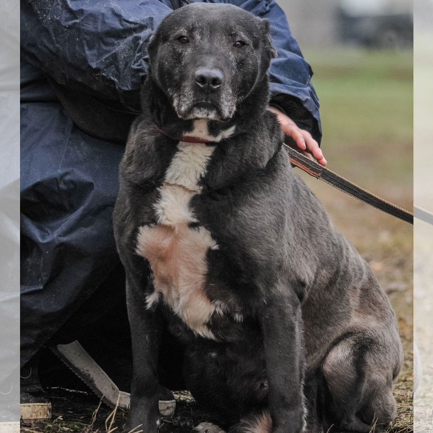 Токио ищет дом, спасите девочку из приюта