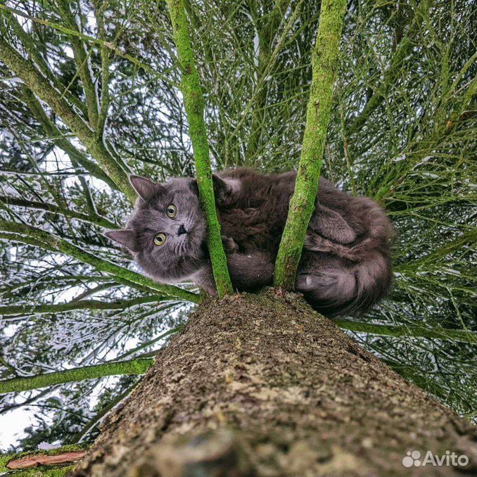 Котята Нибелунга и Британца