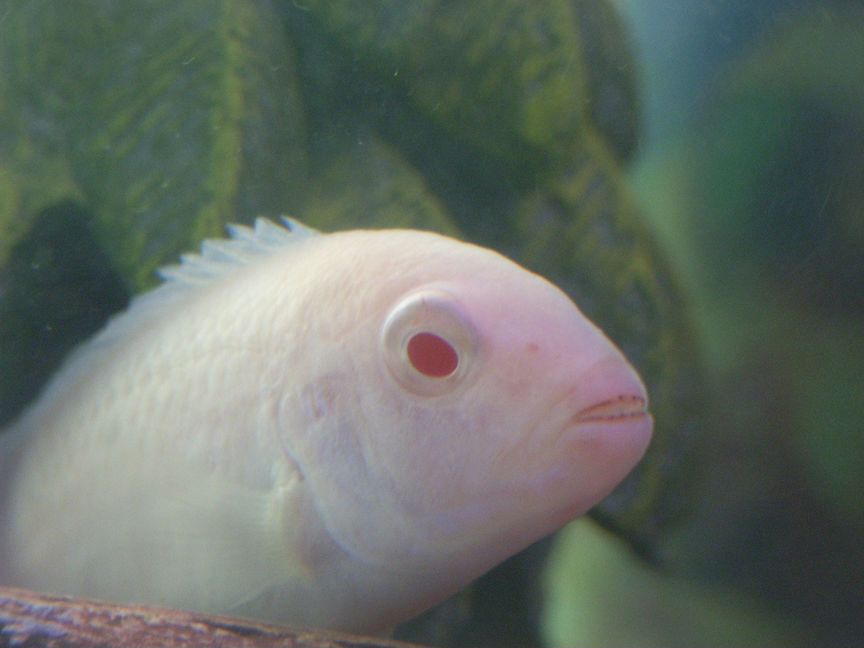 Рыбки аквариумные