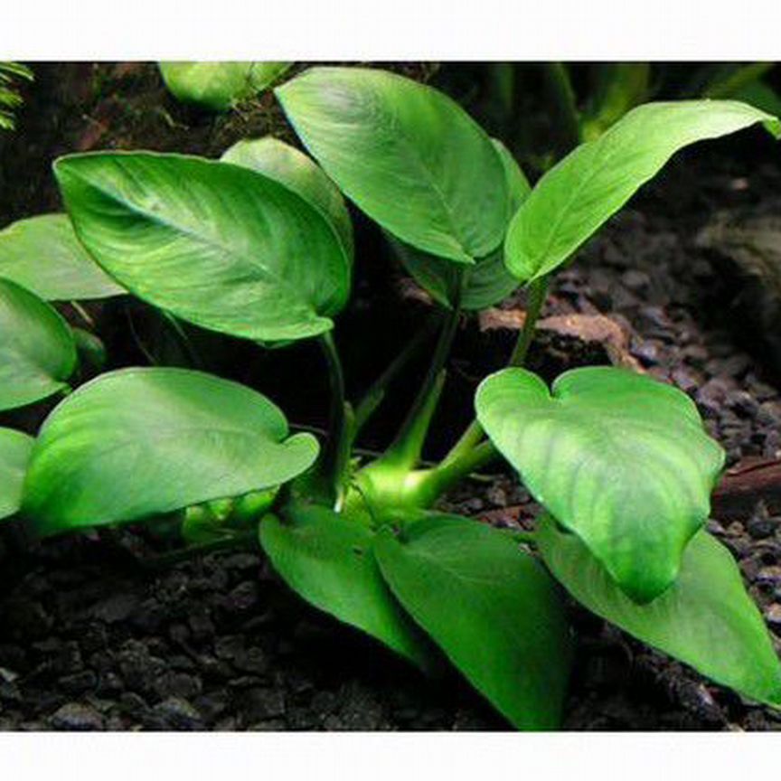 Аквариумные растения Анубиас