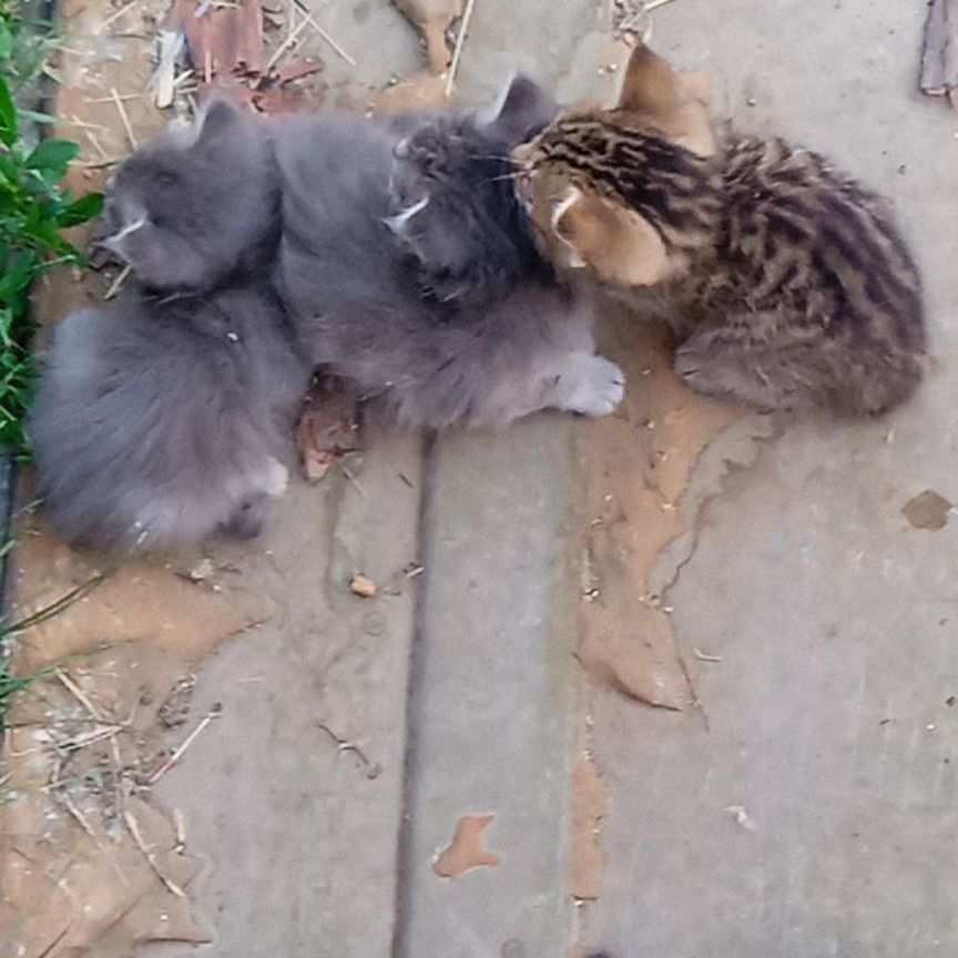 Котята в добрые руки бесплатно