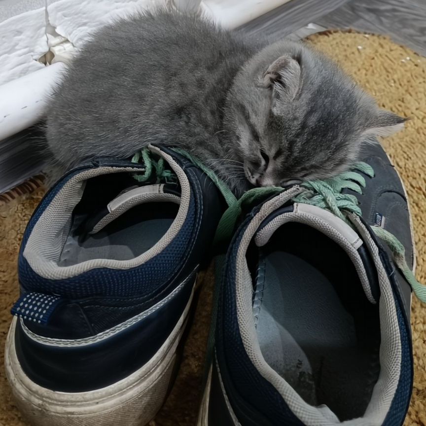 Шотландский прямоухий короткошёрстный котёнок