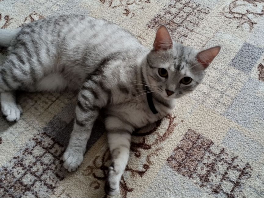 Кот