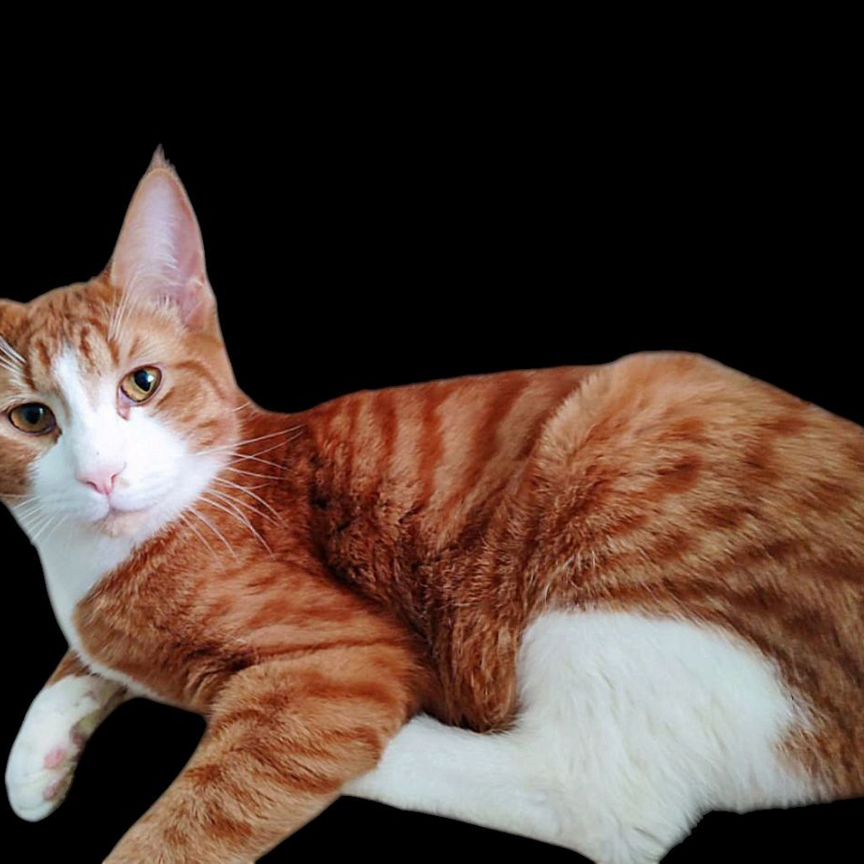 Ищем дом очень ласковому котику