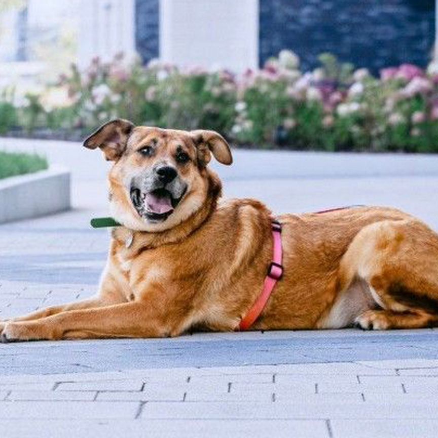 Взрослый пёс в добрые руки