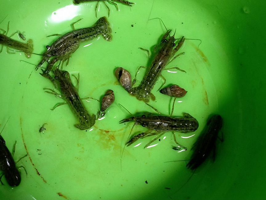 Мраморный рак