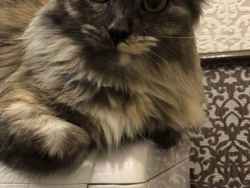 Мейн-кун в добрые руки