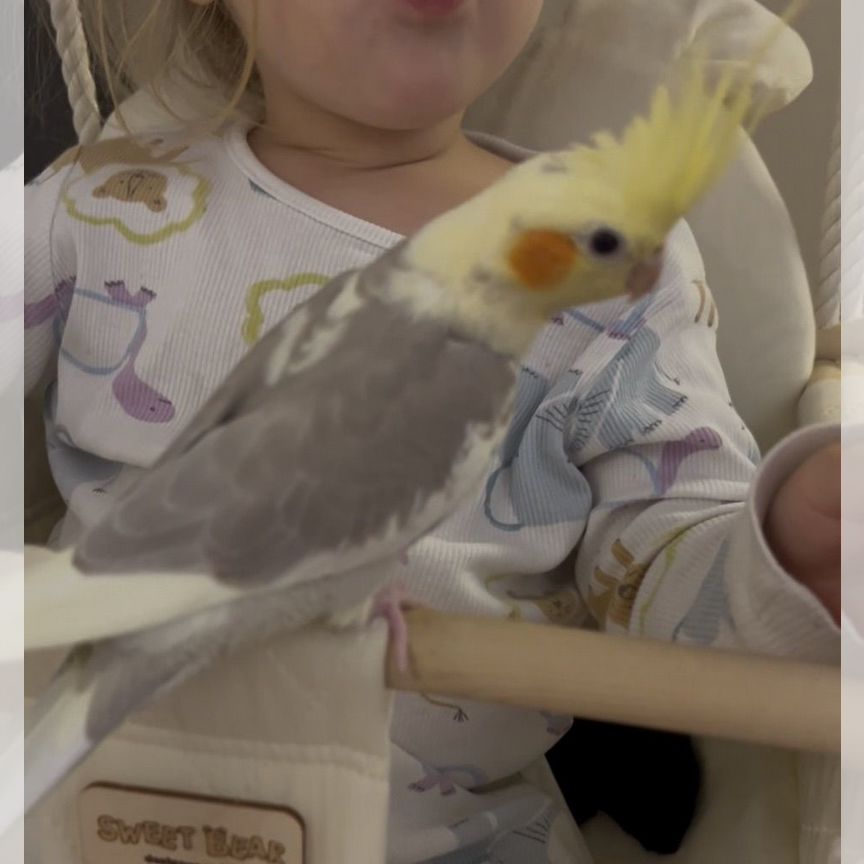 Лучано, 2- месячный малыш