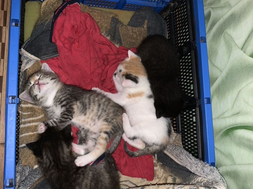 Котятки