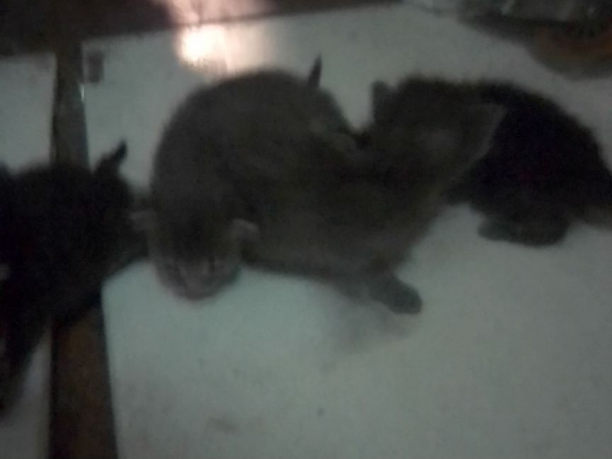 Котята