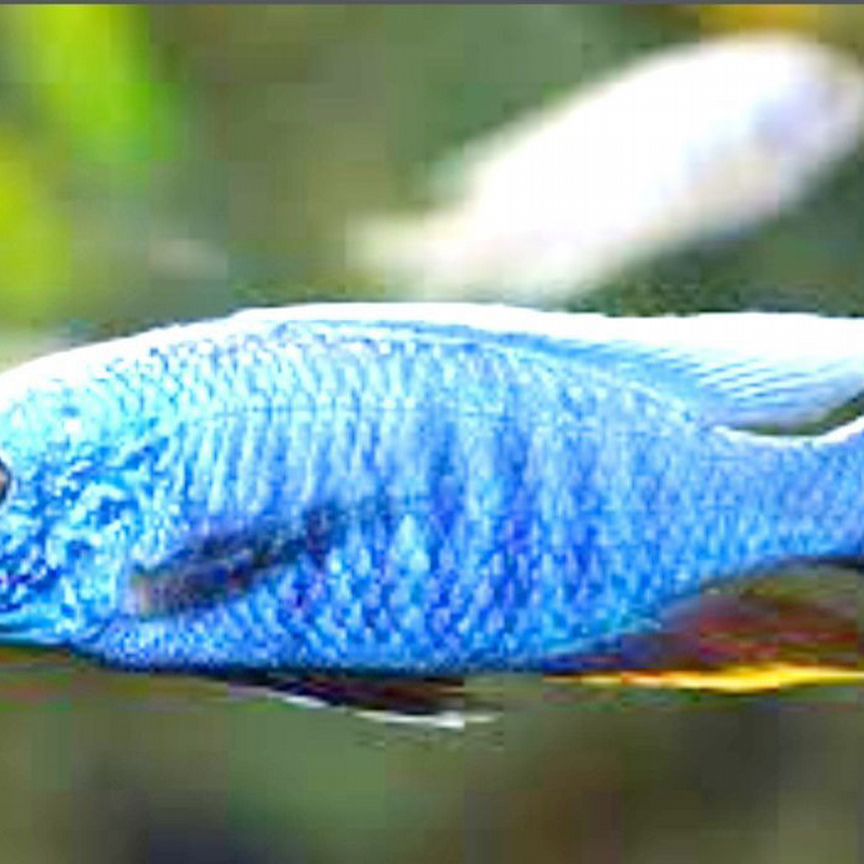 Аквариумна ярыбка цихлида