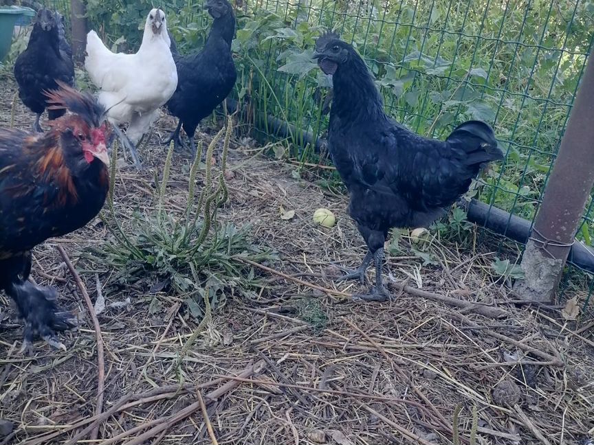 Петухи Ухеийлюй и павловские золотые