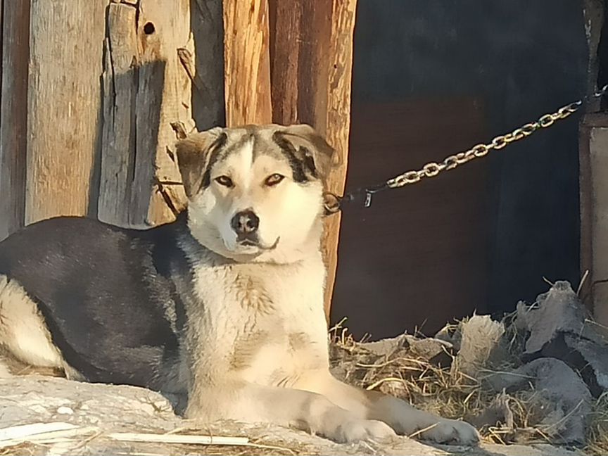 Среднеазиатская овчарка