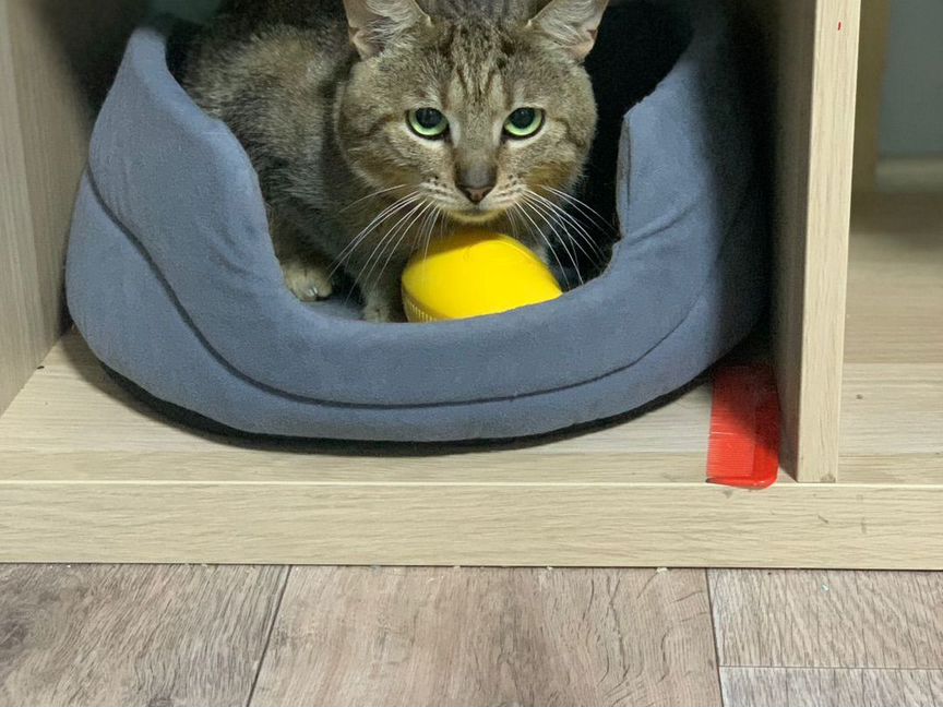 Кот ищет дом