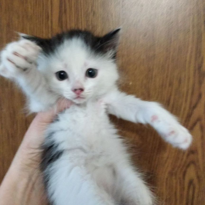 Котенок.Пушистая чёрно-белая девочка.1 мес.10 дн