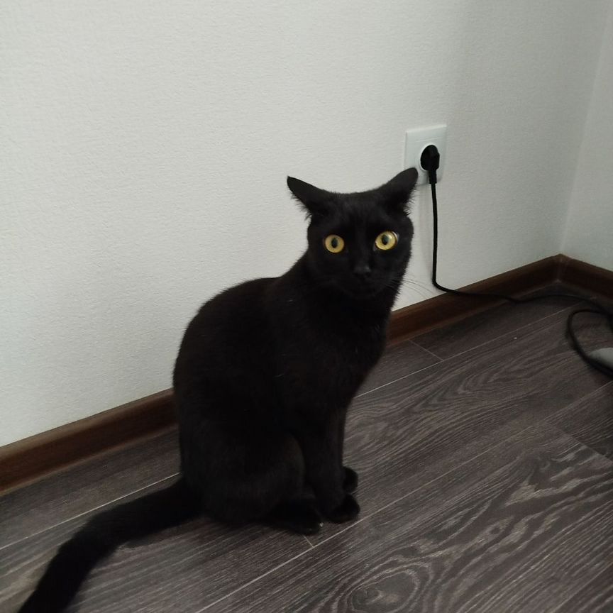 Кот в шоке