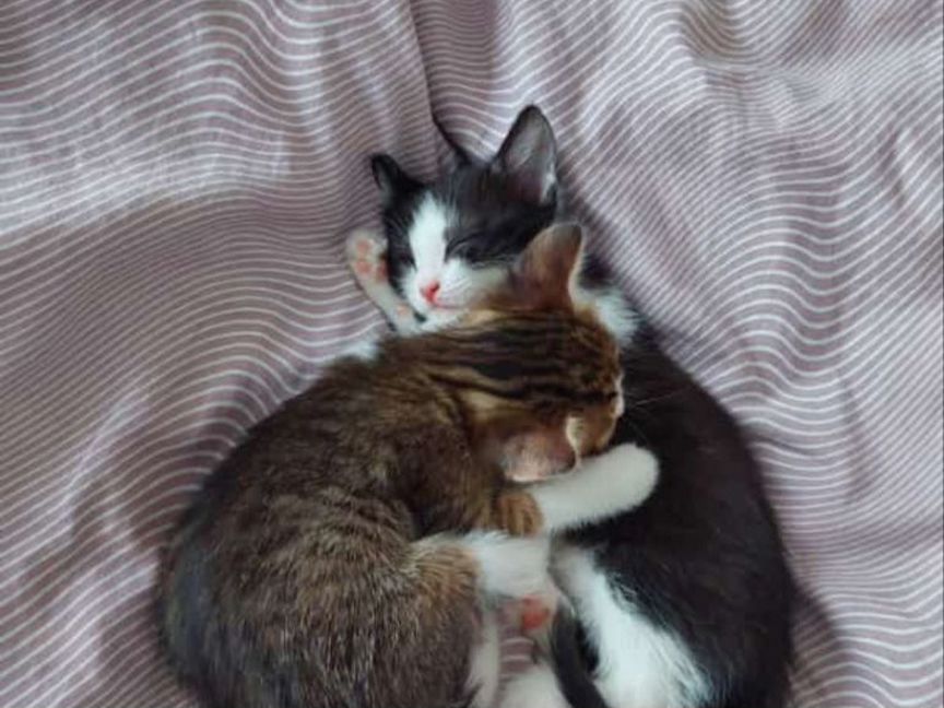 Кошка