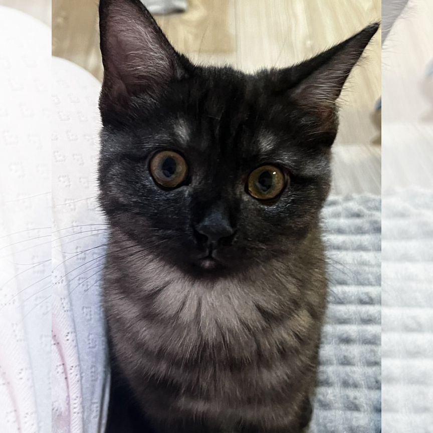 Британский короткошёрстный котёнок