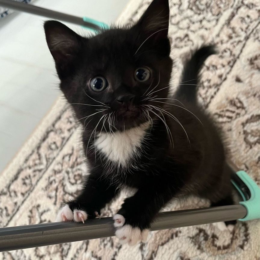 Черный котенок в добрые руки