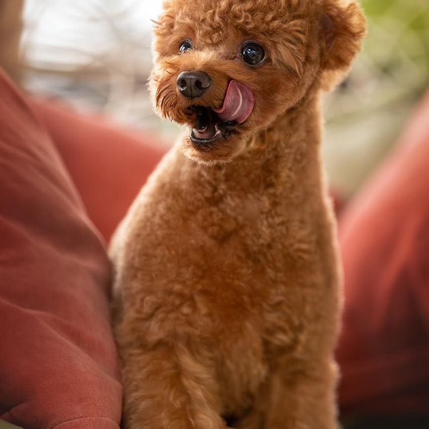 Щенки мальтипу f1 мини