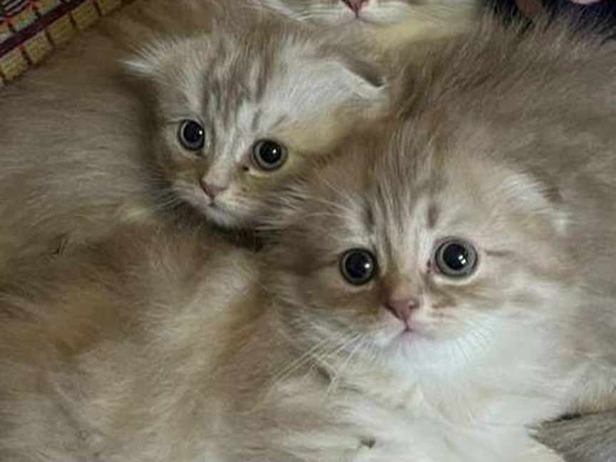 Шотландские вислоухие котята