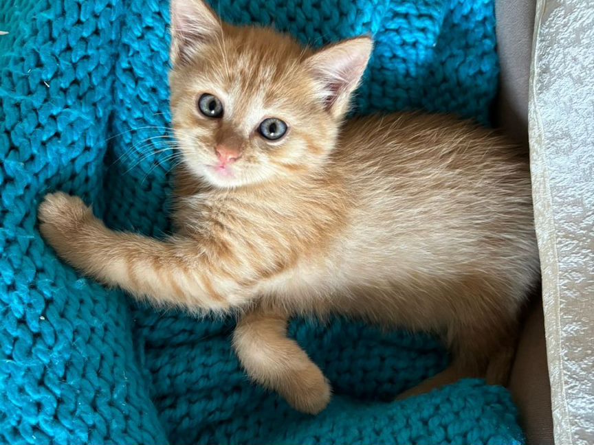 Отдам в добрые руки