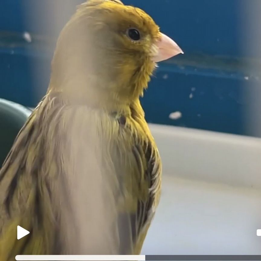 Канарейка отдам в добрые руки