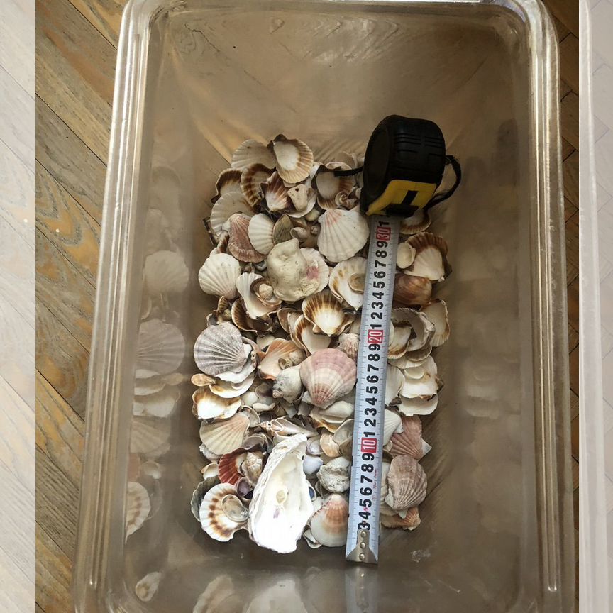 Морские ракушки раковины