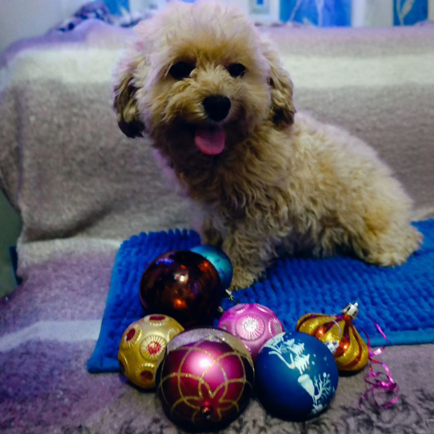 Мальтипу, взрослая собака