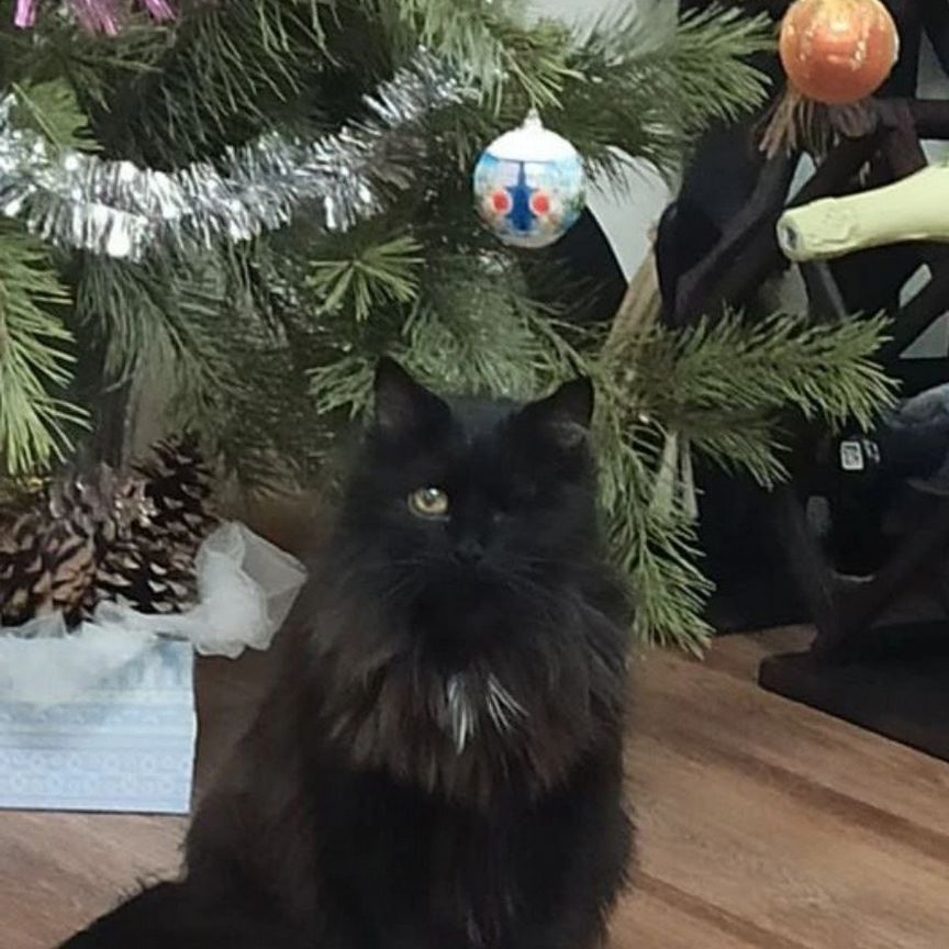 Взрослая, Девочка кошка в добрые руки