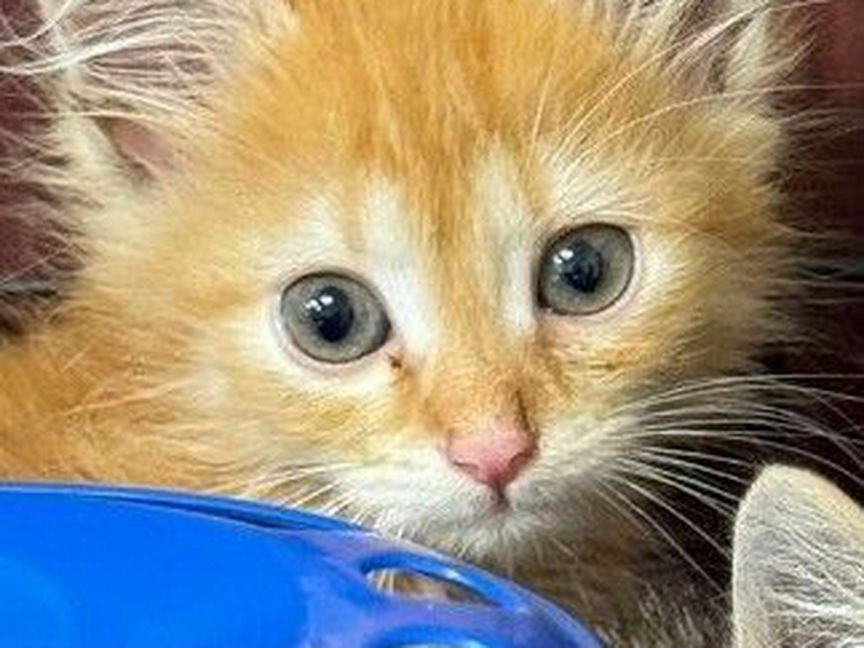 Рыжий котёнок малыш