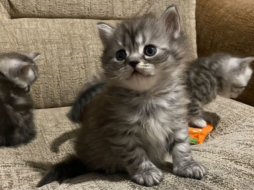 Британские котята