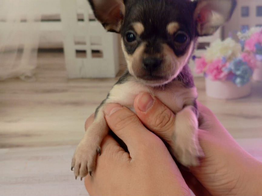 Щенок той-терьер