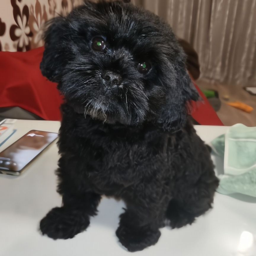 Мальтипу, щенок