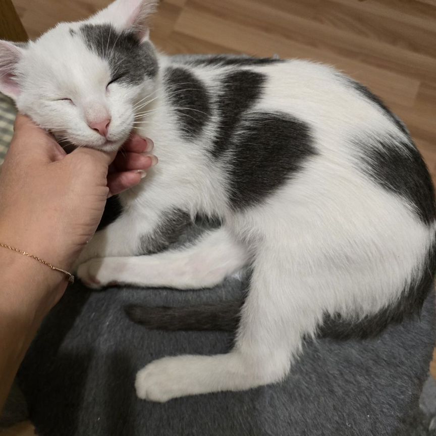 Котята в добрые руки бесплатно