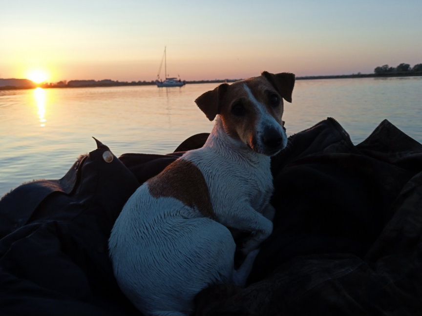 Щенки Джек-рассел-терьер (охотничья собака)