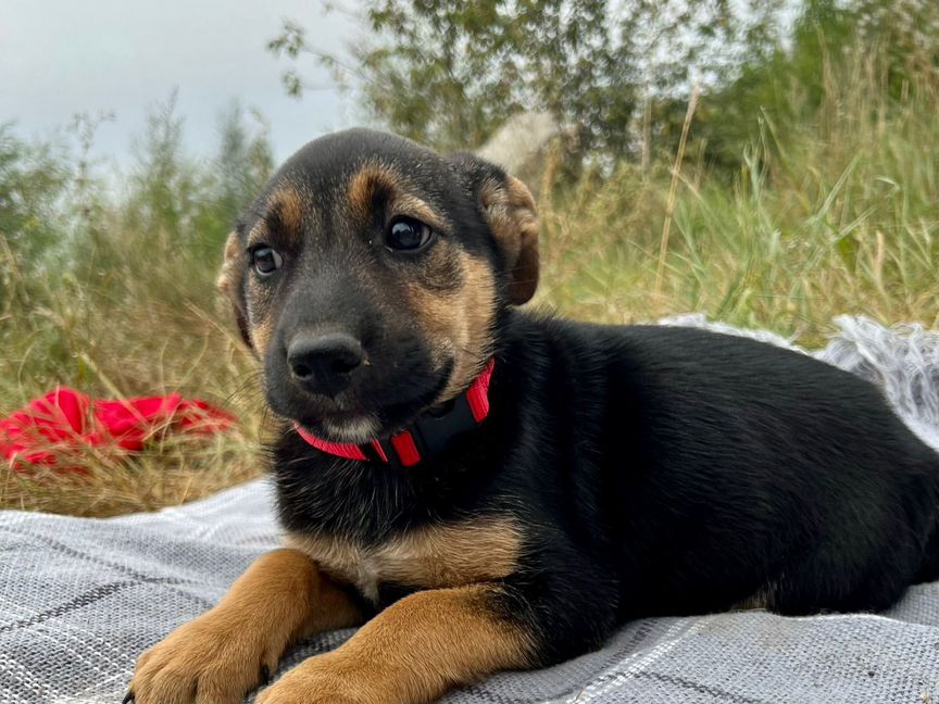 Собака в добрые руки