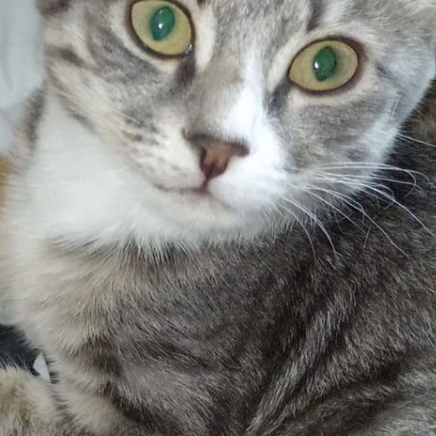 Взрослая, кошка в добрые руки