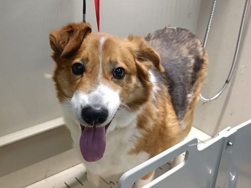 Собака Боб в добрые руки бесплатно