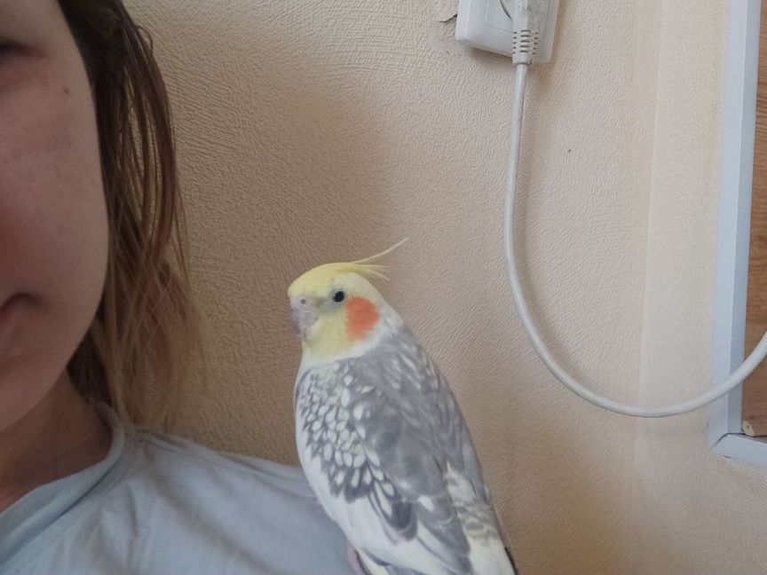 Попугай корелла с клеткой