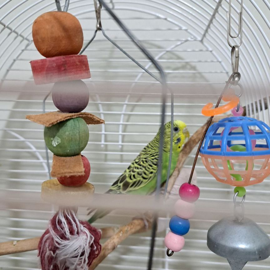 Попугай самка молодая яркая