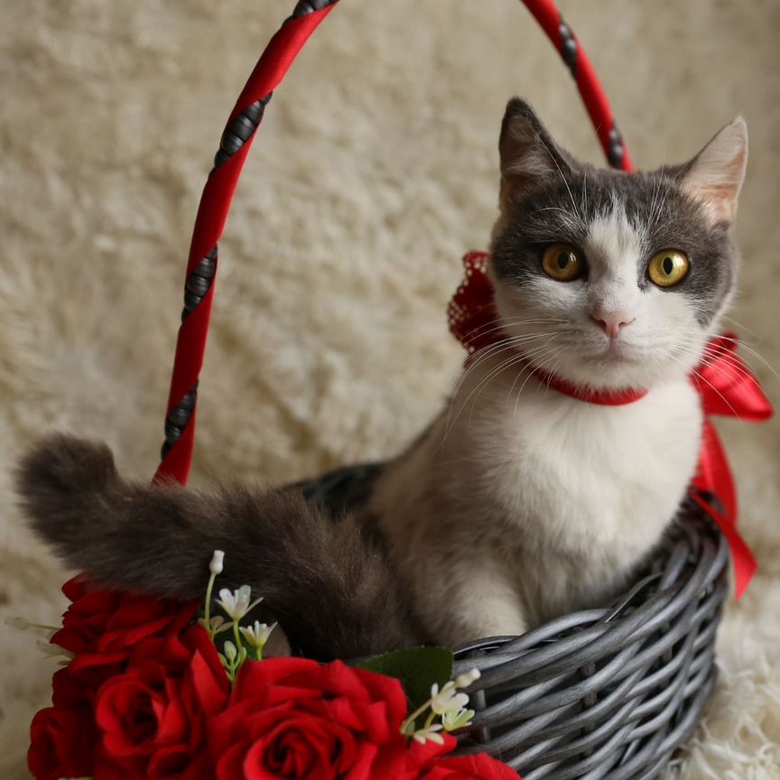 Взрослая, Девочка кошка в добрые руки