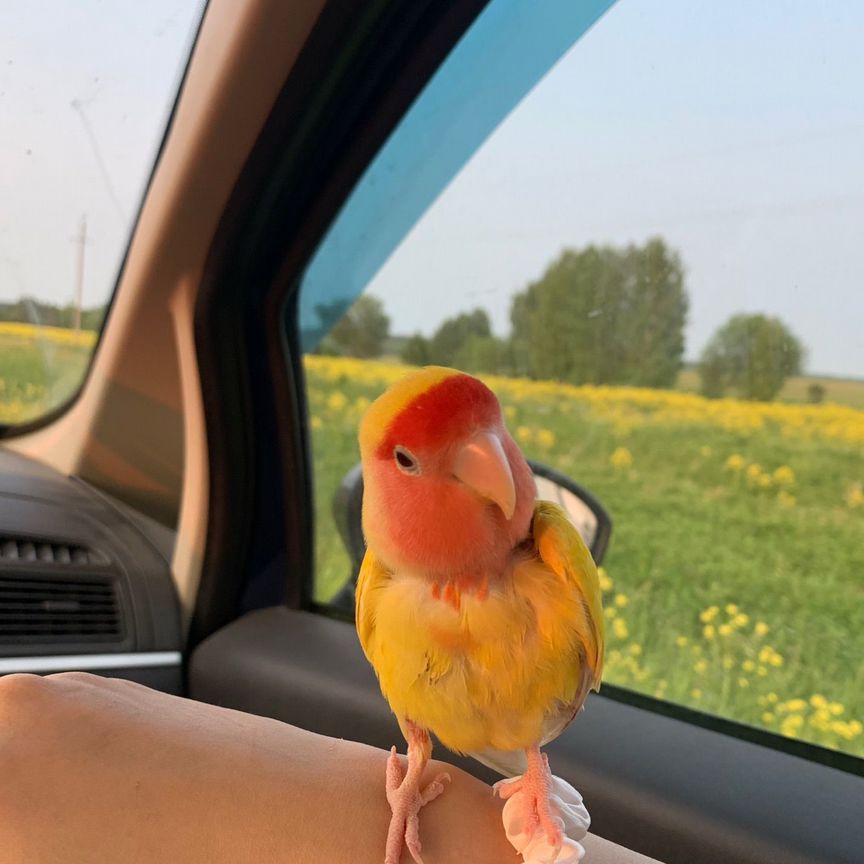 Попугай неразлучник с клеткой