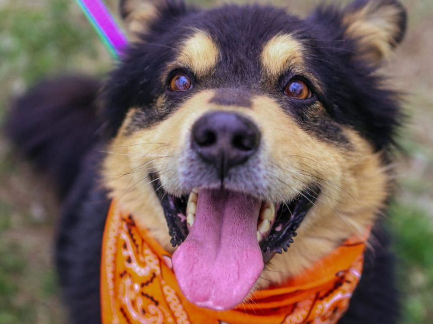 Атаман из приюта ждёт своего хозяина