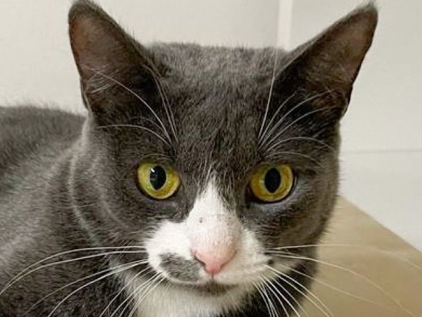 Нежная смешнулька