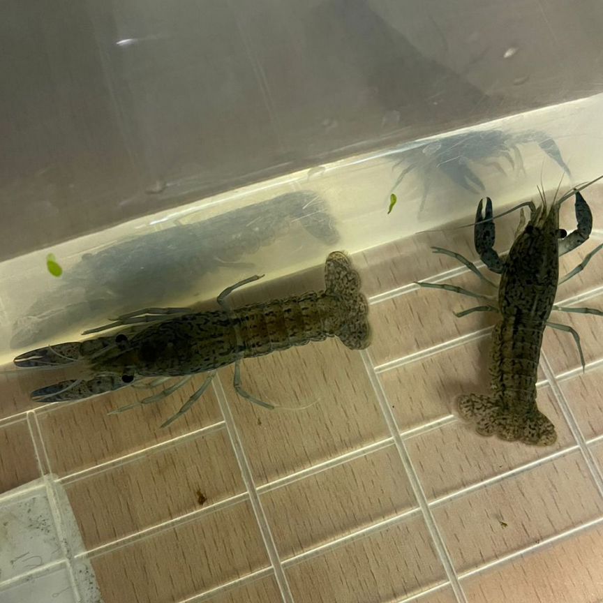 Аквариумные раки