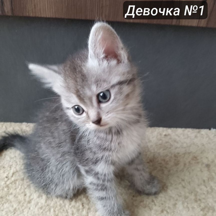 Котята в добрые руки