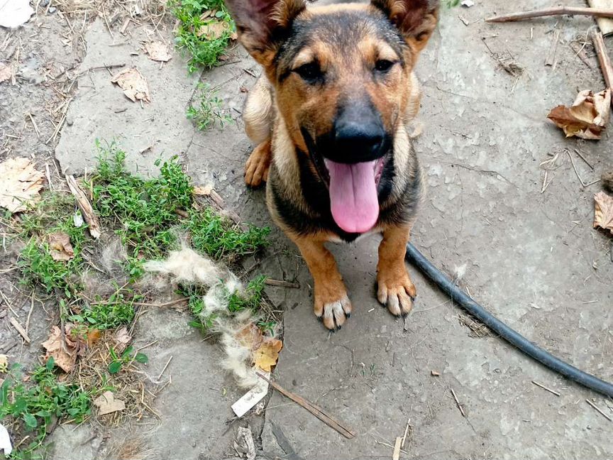 Собаки бесплатно в добрые руки щенки